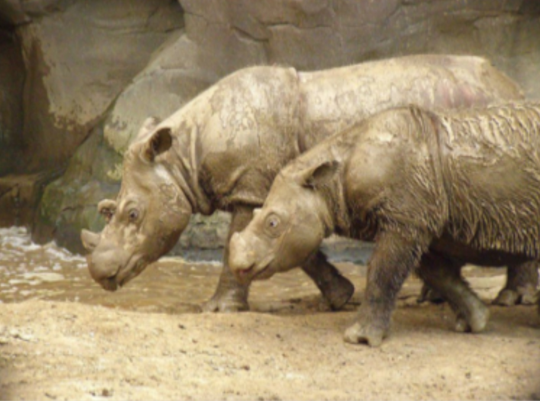 Five different species, many fun facts! | Wild Rhino